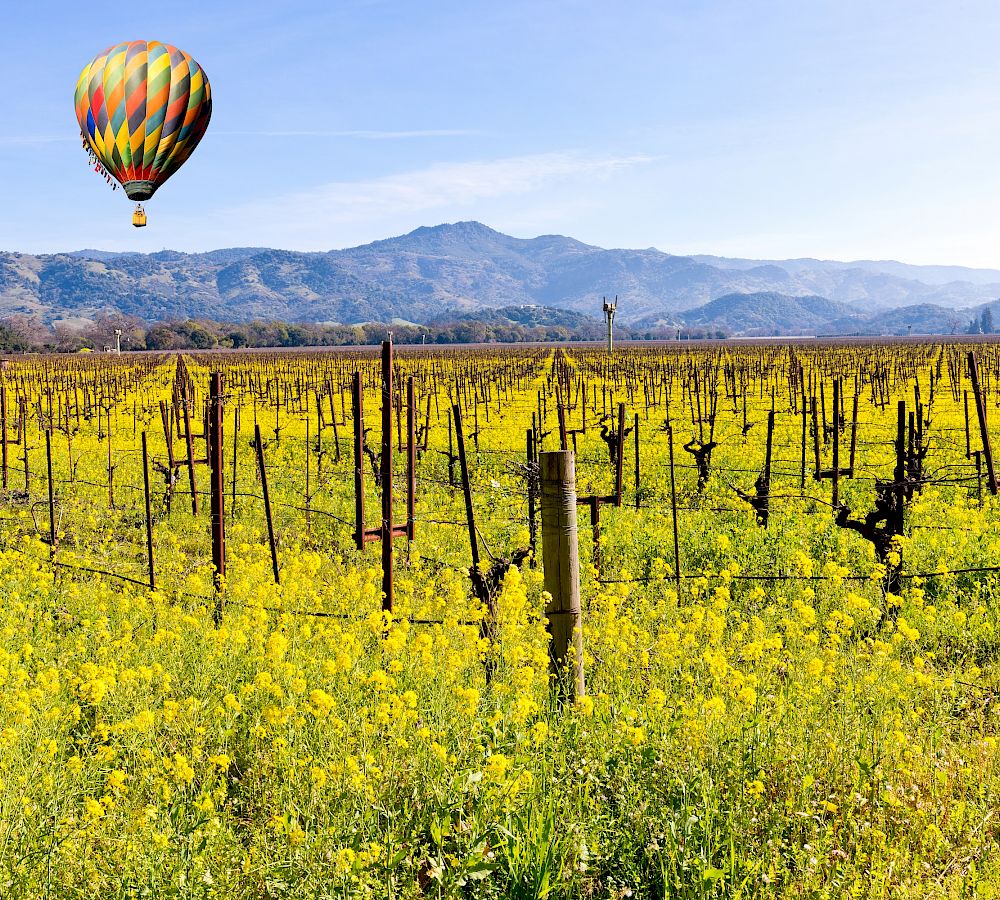 The Best Time to Visit Napa Valley | Carneros Resort and Spa